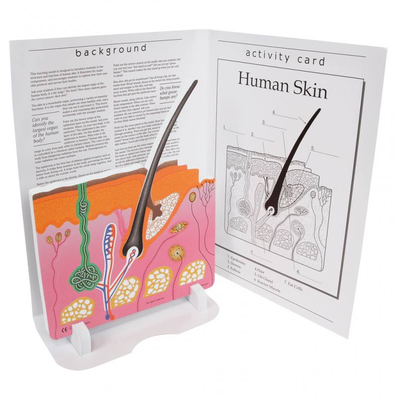 Anatomisches Modell "Die Haut" - hier online im WL-Versand bestellen